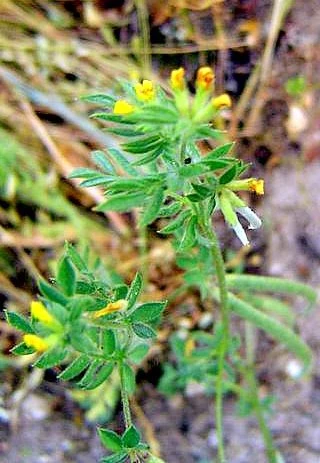 Cornicabra - Ornithopus compressus | Wiki Hoyo de Manzanares | Fandom