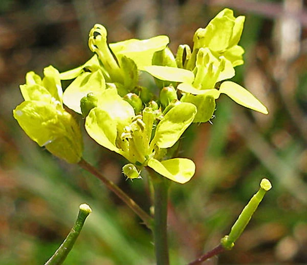 Jaramago de los tejados - Diplotaxis virgata | Wiki Hoyo de Manzanares ...