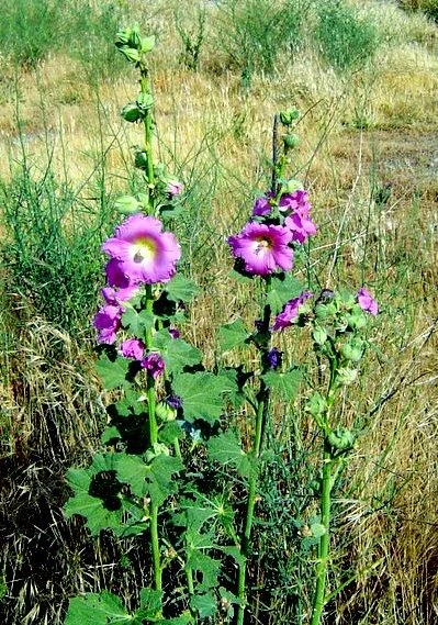 Malva real - Alcea rosea | Wiki Hoyo de Manzanares | Fandom