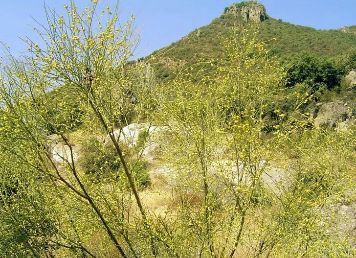 Retama común - Retama sphaerocarpa | Wiki Hoyo de Manzanares | Fandom