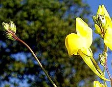 Baleo montesino - Linaria spartea | Wiki Hoyo de Manzanares | Fandom