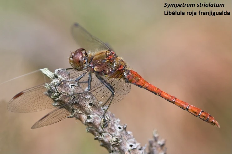 Libélula roja franjigualda - Sympetrum striolatum | Wiki Hoyo de ...