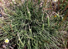 Rabo de ratón - Plantago holosteum | Wiki Hoyo de Manzanares | Fandom