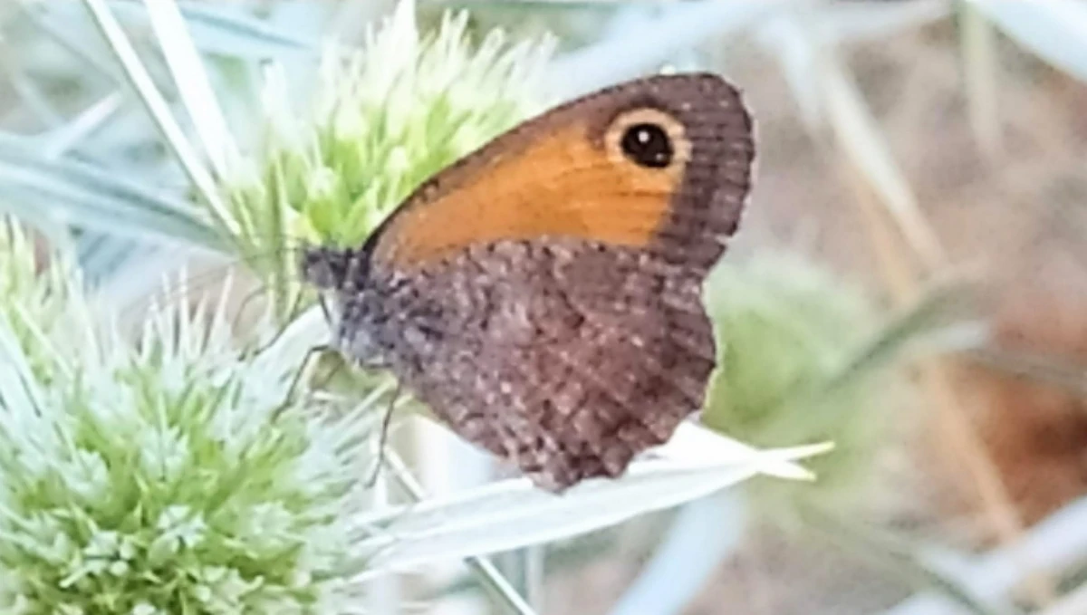 Lobito jaspeado - Pyronia cecilia | Wiki Hoyo de Manzanares | Fandom