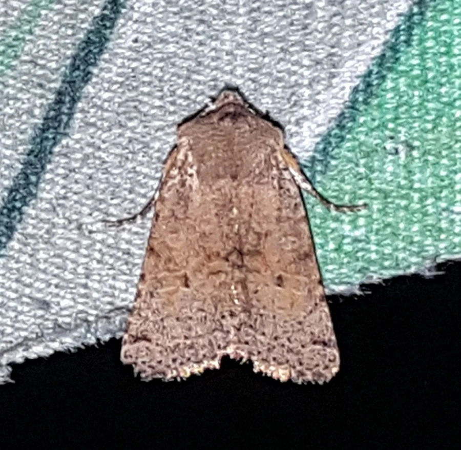 Xanthia (Spudaea) ruticilla | Wiki Hoyo de Manzanares | Fandom