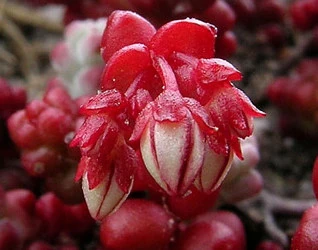 Arrocillo de muros - Sedum brevifolium | Wiki Hoyo de Manzanares | Fandom