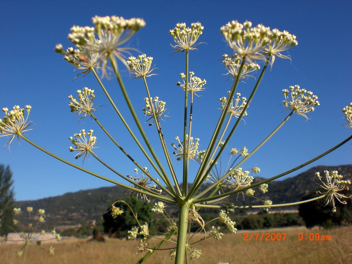 Cominos rústicos de Madrid - Margotia gummifera | Wiki Hoyo de ...