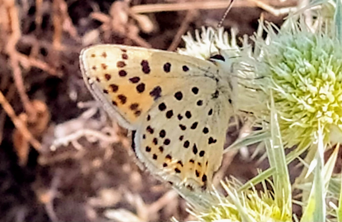 Manto oscuro ibérico - Lycaena tityrus ssp bleusei | Wiki Hoyo de ...