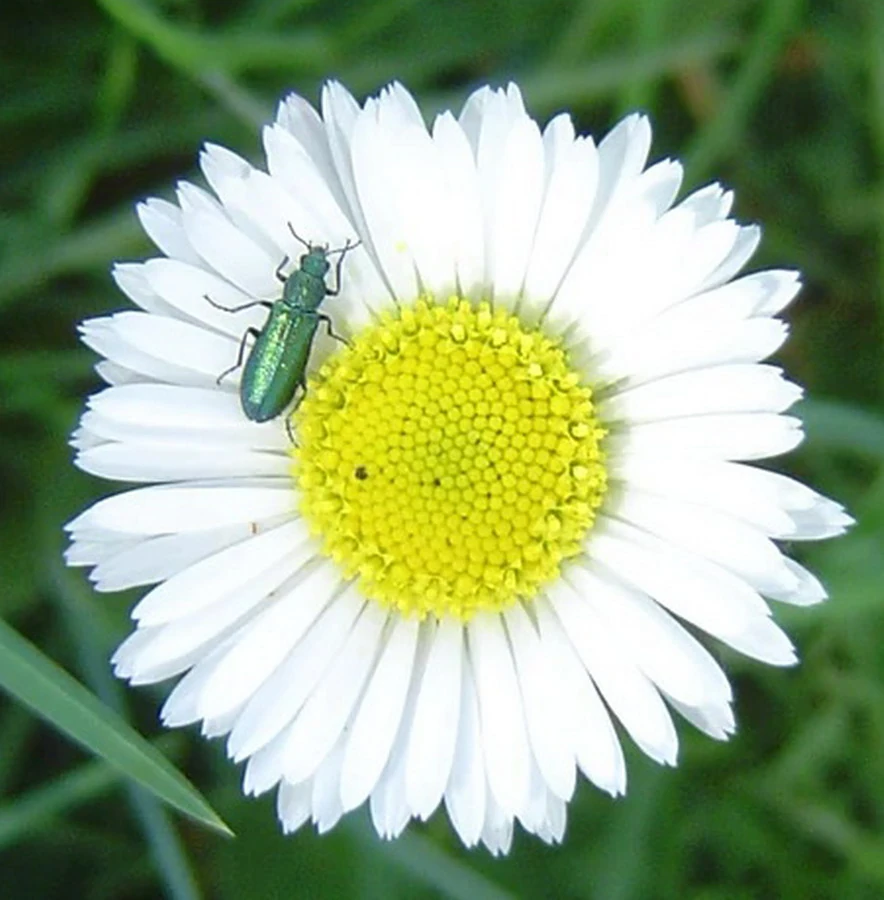 Mosca española - Lytta vesicatoria | Wiki Hoyo de Manzanares | Fandom