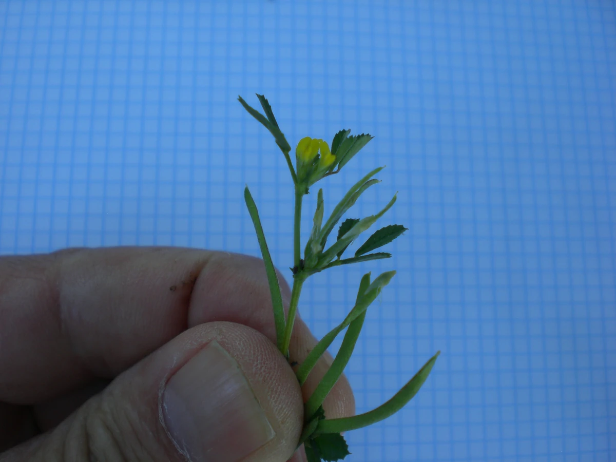 Tricornia - Trigonella polyceratia | Wiki Hoyo de Manzanares | Fandom
