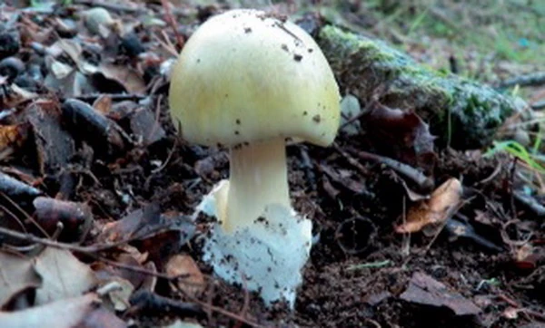 Oronja verde - Amanita phalloides | Wiki Hoyo de Manzanares | Fandom