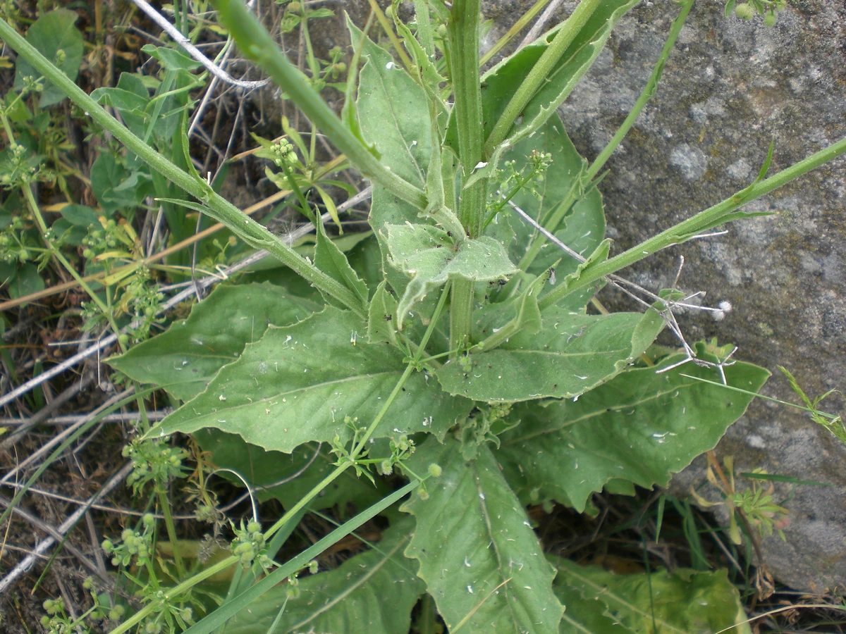 Crepis elegante - Crepis pulchra | Wiki Hoyo de Manzanares | Fandom