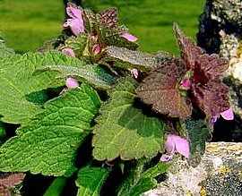 Ortiga roja - Lamium purpureum | Wiki Hoyo de Manzanares | Fandom