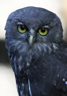 Hal | HPRP Leet Wiki | Fandom