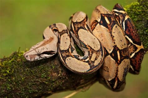 Boa constrictor | Harry Potter Wiki | Fandom