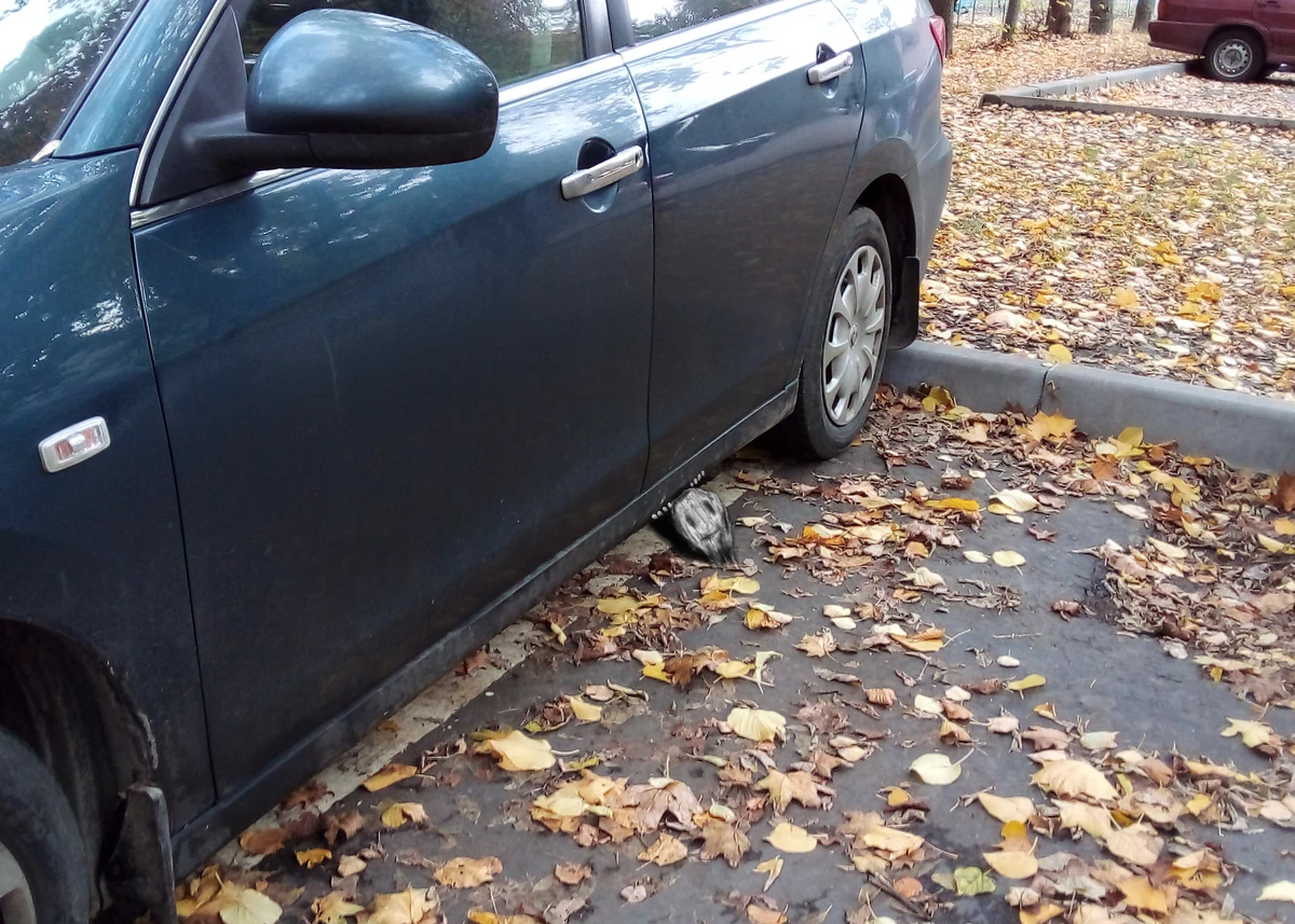 Car Hobb | HSH Fanon Wiki | Fandom