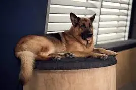 Rex | Hudson & Rex Wiki | Fandom