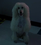 Dogs | Hulk Movies Wiki | Fandom