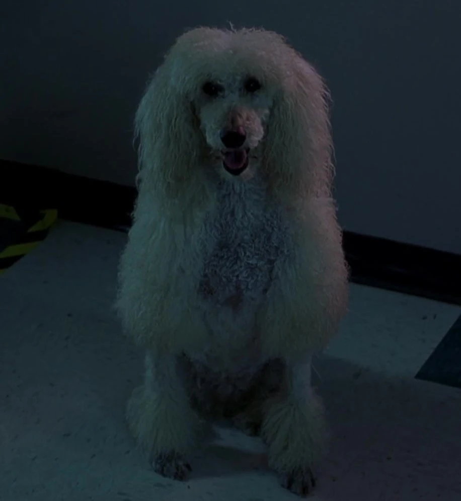 Dogs | Hulk Movies Wiki | Fandom