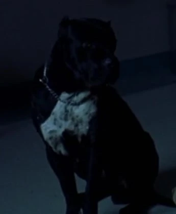 Smokey | Hulk Movies Wiki | Fandom