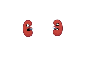 Kidneys | Human Buddy Wiki | Fandom