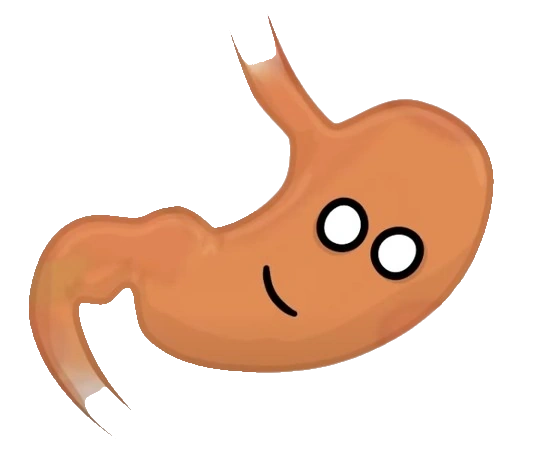 Stomach | Human Buddy Wiki | Fandom