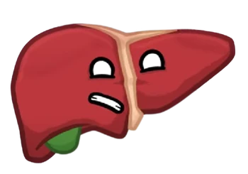 Liver | Human Buddy Wiki | Fandom