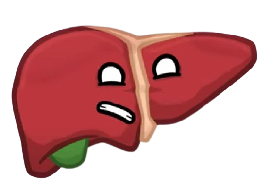 Liver | Human Buddy Wiki | Fandom