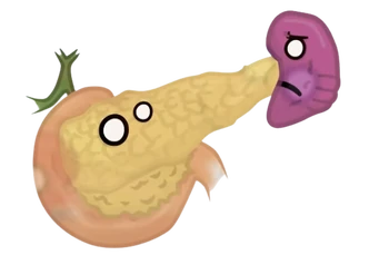 Pancreas and Spleen | Human Buddy Wiki | Fandom