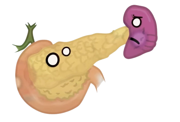Pancreas and Spleen | Human Buddy Wiki | Fandom