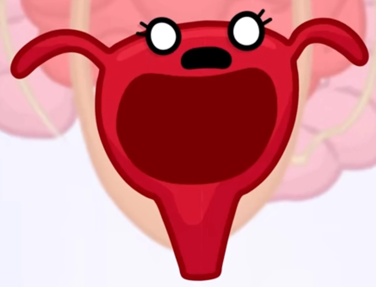 Uterus | Human Buddy Wiki | Fandom