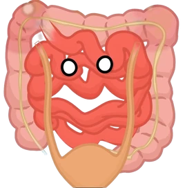 Intestines | Human Buddy Wiki | Fandom