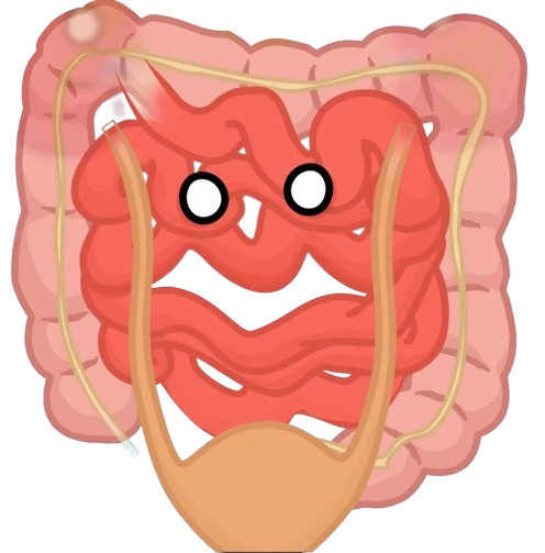 Intestines | Human Buddy Wiki | Fandom