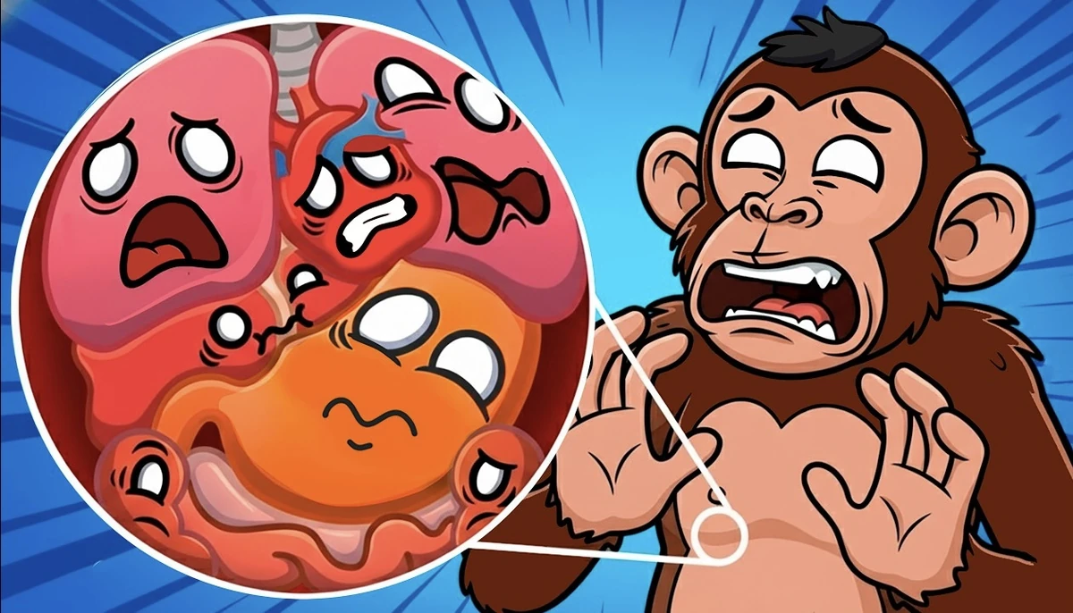 Are your organs different from a MONKEY's? | Human Buddy Wiki | Fandom