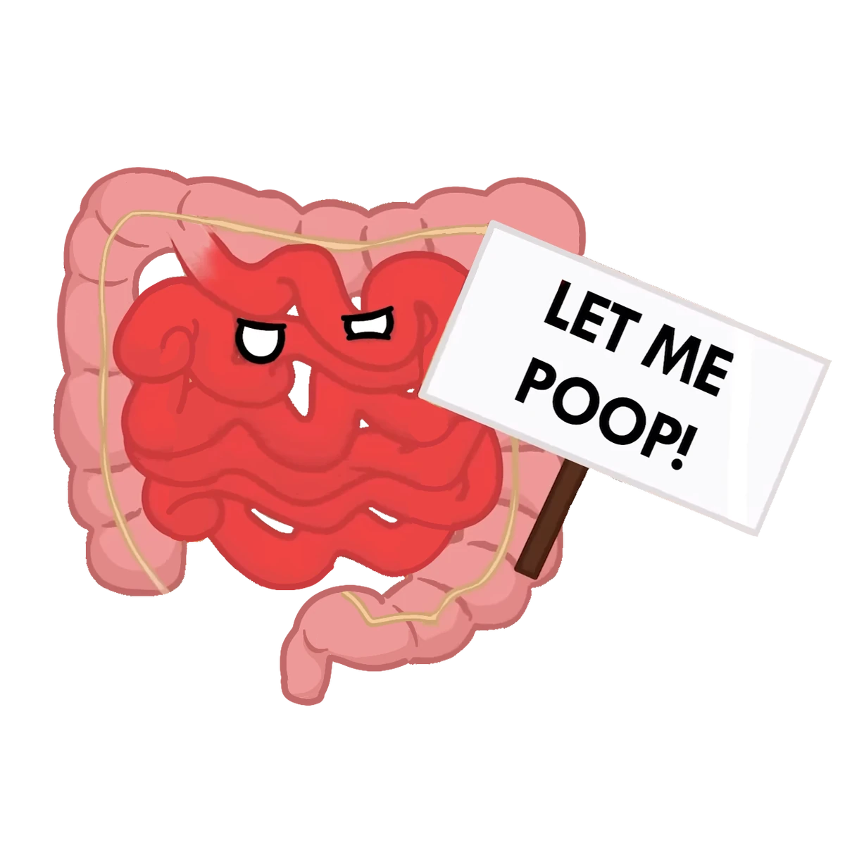 Intestines | Human Buddy Wiki | Fandom