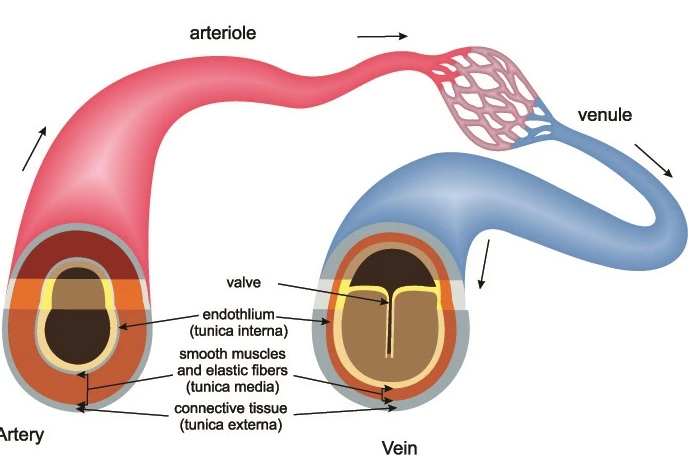 Vasoconstriction | Humananatomy Wiki | Fandom