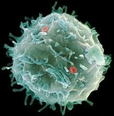 B-cell | Humananatomy Wiki | Fandom