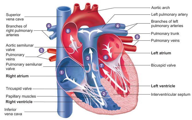 Anatomiske Hjerteskisser Hjertets Anatomi & Fysiologi