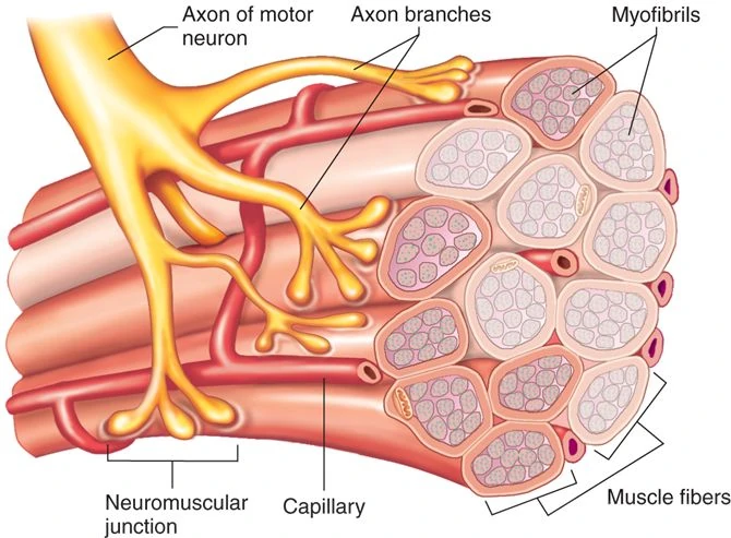 Muskelfysiologi | Pensumbesvarelse for Humanbiologi og Sygdomslære Wiki ...