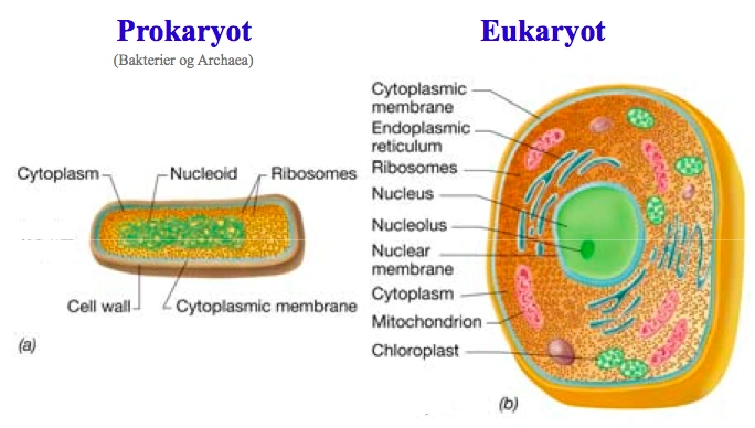 Prokaryote Og Eukaryote Celler Kollokvie 3 Kollokvie 3. ( Kap 7)