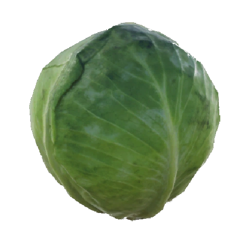 Cabbage | HumanitZ Wiki | Fandom