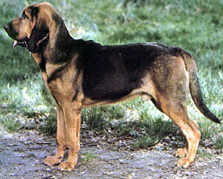 Bluthund | Hunde Wiki | Fandom