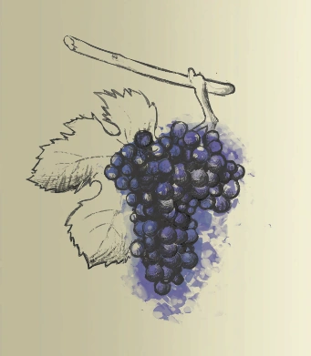 Syrah | Hundred Days - Winemaking Simulator Wiki | Fandom