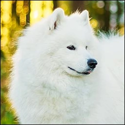 Samoyed | Hunger Games Simulator Wiki | Fandom