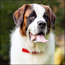 Saint Bernard | Hunger Games Simulator Wiki | Fandom