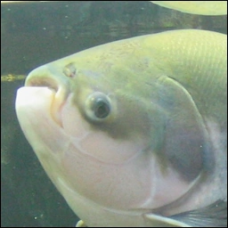 Pacu | Hunger Games Simulator Wiki | Fandom