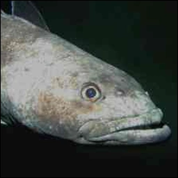 SCP-1238 | Hunger Games Simulator Wiki | Fandom