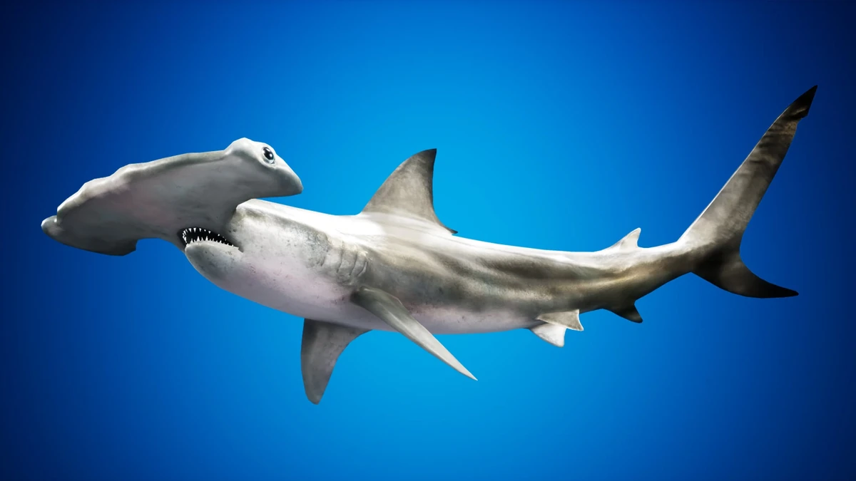 Hammerhead Shark | Hungry dragon fanon Wiki | Fandom