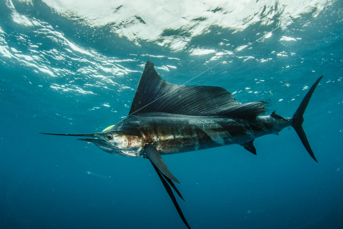 Swordfish | Hungry dragon fanon Wiki | Fandom