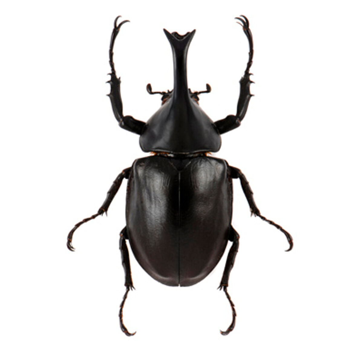 Rhino Beetle | Hungry dragon fanon Wiki | Fandom